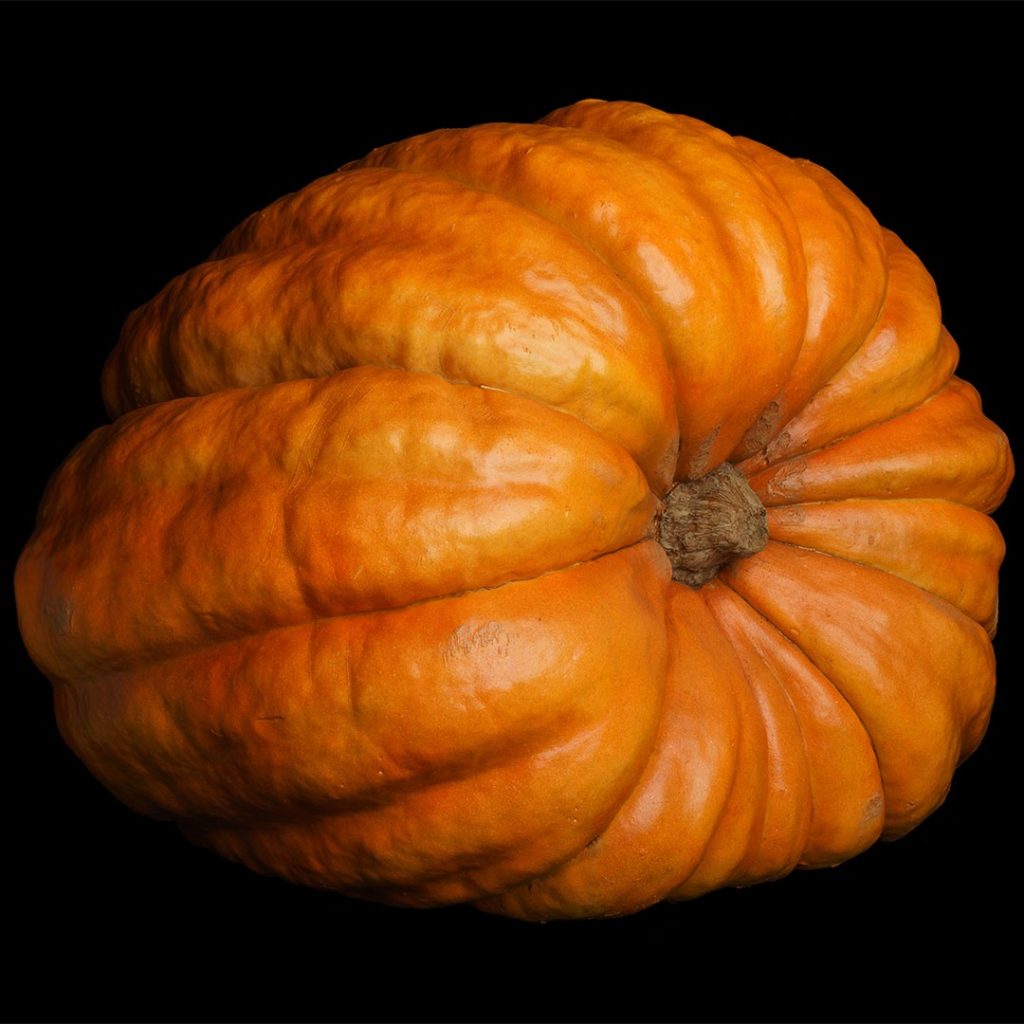 Pumpkins – Ghost Ride Productions INC.