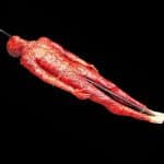 ROASTING MAN PROP ON A STEEL SPIT (94′ x 1′ STEEL PIPE). – Ghost Ride ...